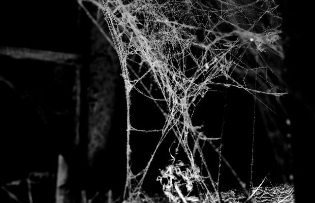 Internet Scams: a Tangled Web | World IP Review